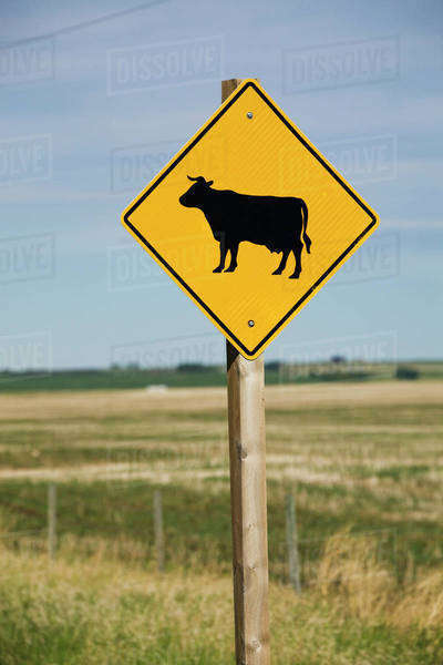 Cattle road sign with a field in the background and blue sky near ...