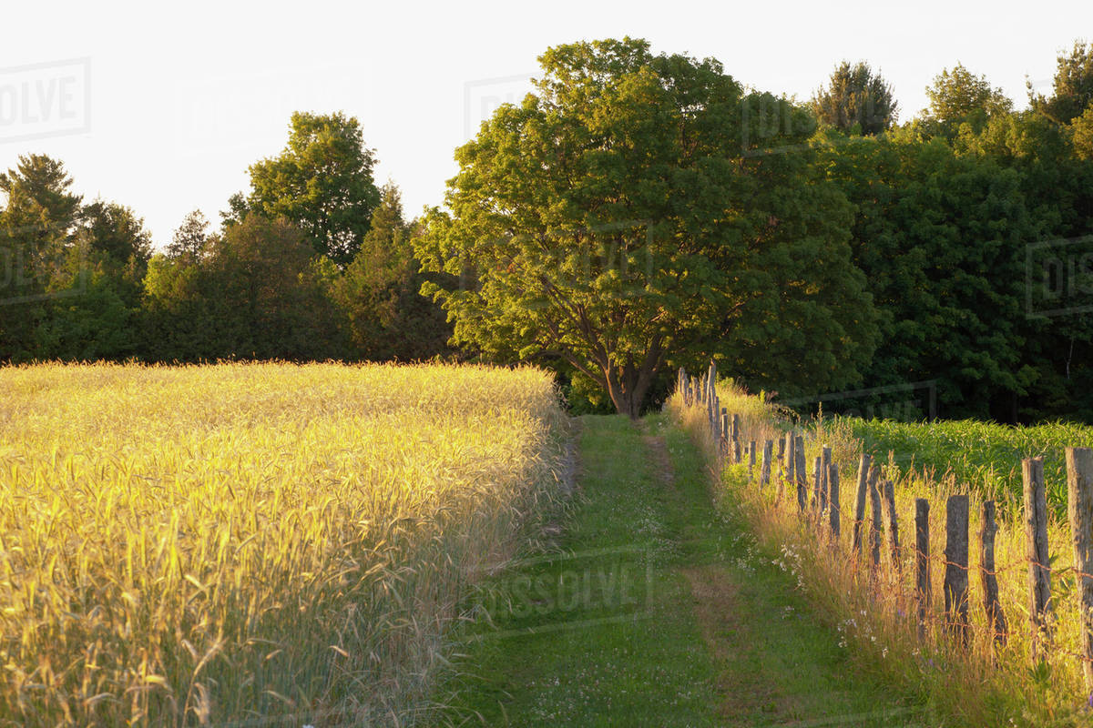 Wheat field and a path beside a fence in late evening;Farnham quebec ...