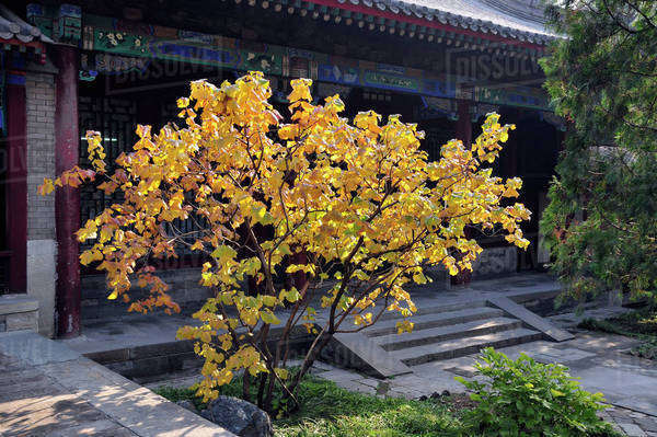 Traditional chinese architecture with trees;Beijing china - Royalty ...
