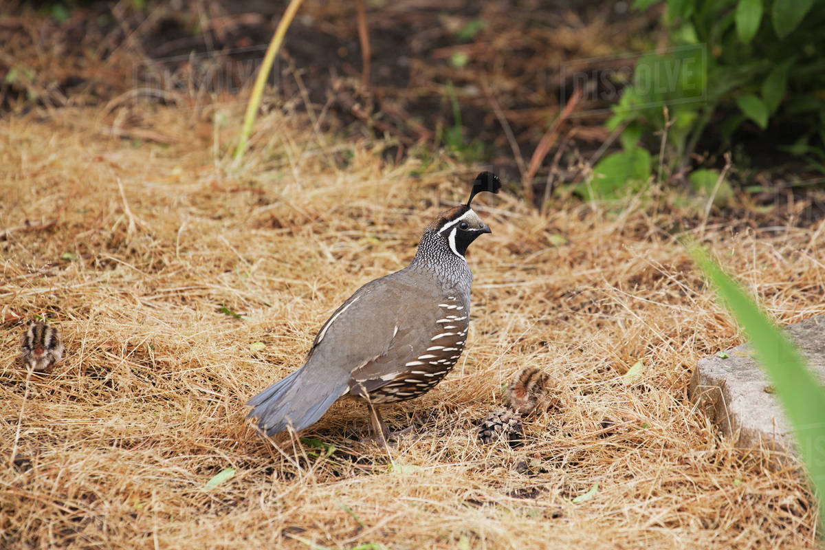 Male quail with chicks on a grassy area in the woods;Kelowna british ...
