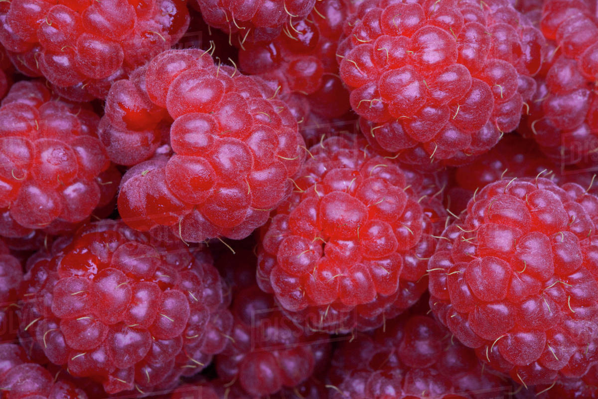 Close Up Of Ripe Red Raspberries, Kodiak Island, Southweat Alaska ...