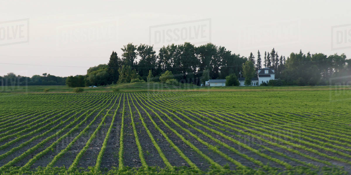 A field with rows of a crop - Royalty-free Stock Photo | Dissolve