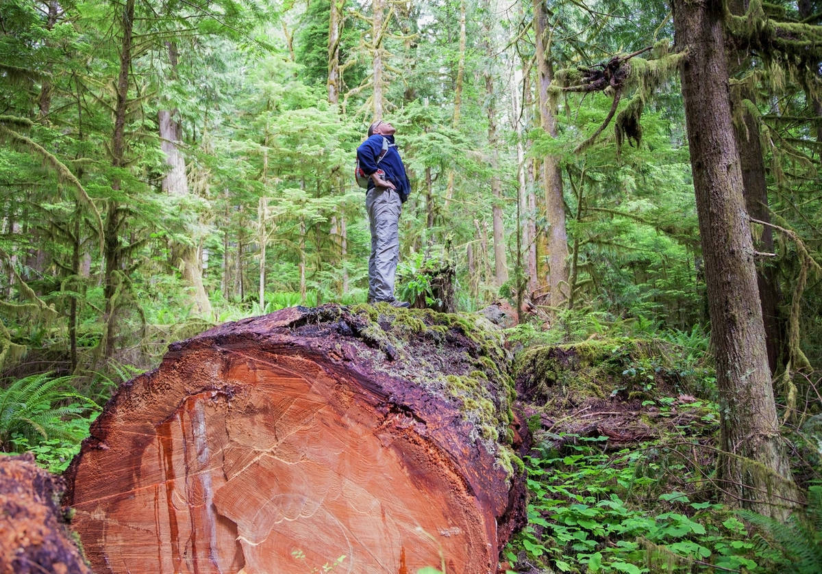 A middle aged man hiking in a logged forest on vancouver island;British ...