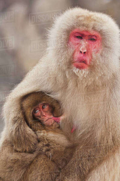 An Adult Female Japanese Macaque Nurses Its Young; Yudanaka Nagano-Ken ...