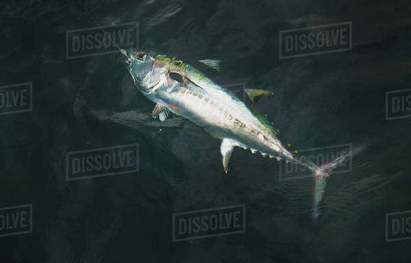 Hooked fish in water;Boston massachusetts united states of america ...