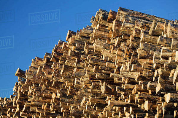 A large pile of trees in a lumber yard with blue sky;Calgary alberta ...
