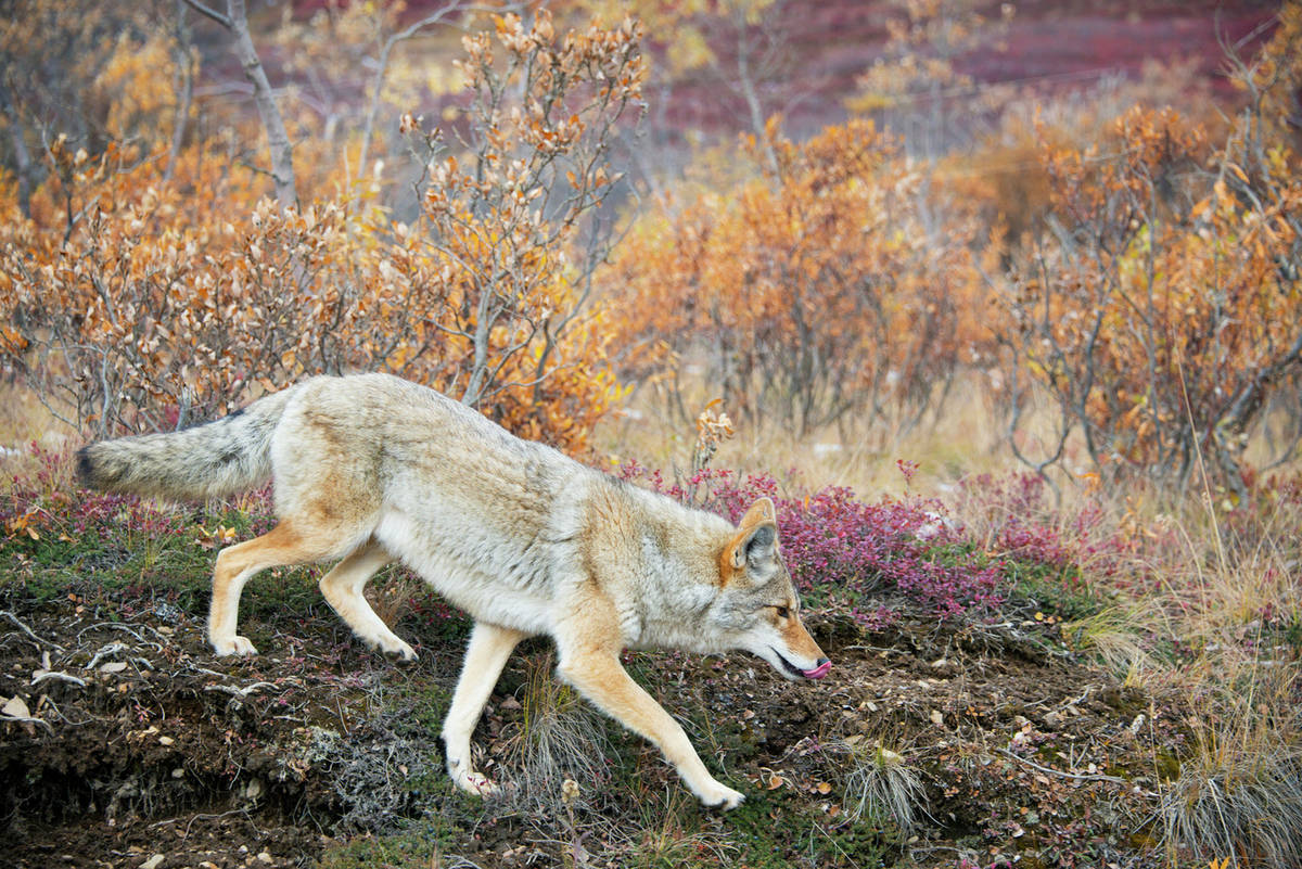 Coyote (canis latrans) hunts in autumn colors in denali national park ...