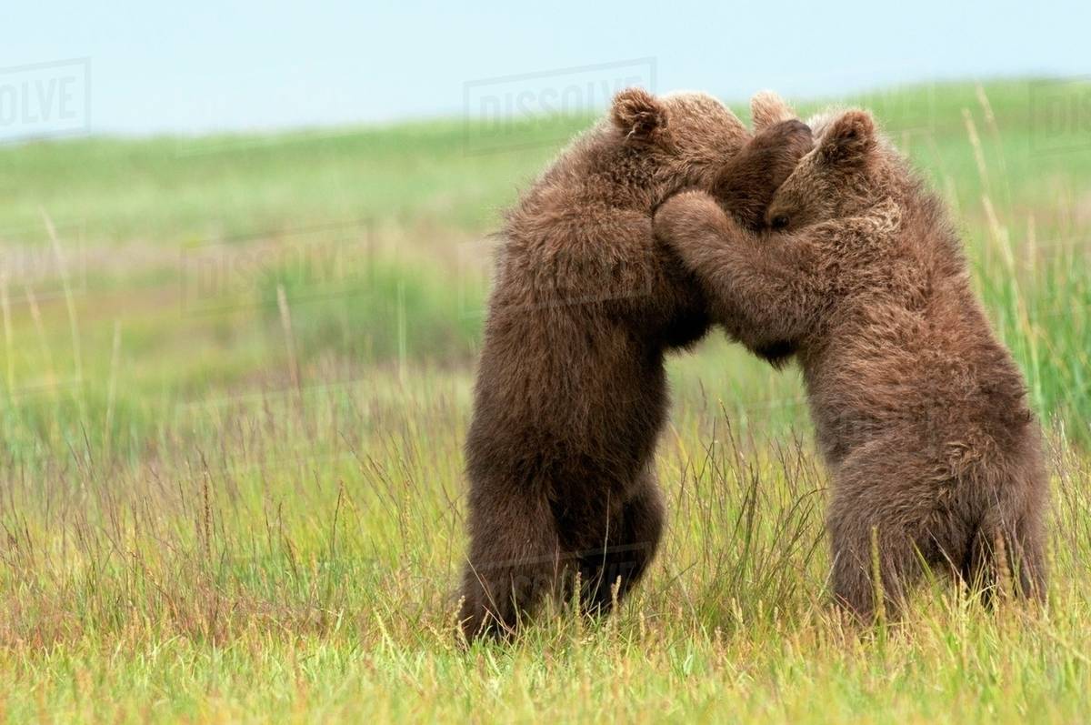 Two Brown Grizzly Bear Cubs(Ursus Arctos Horribilis) Standing On Their ...