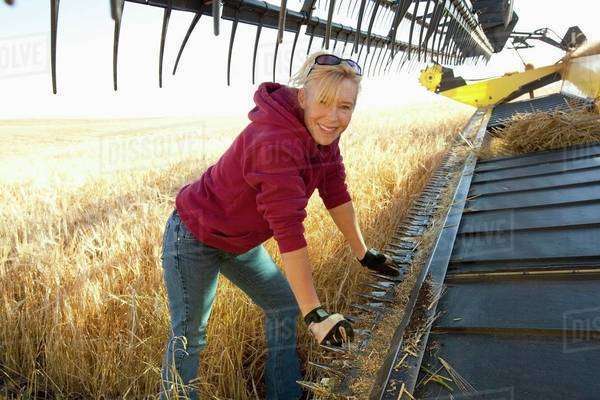 A Woman Works On A Combine In A Wheat Field; Three Hills, Alberta ...
