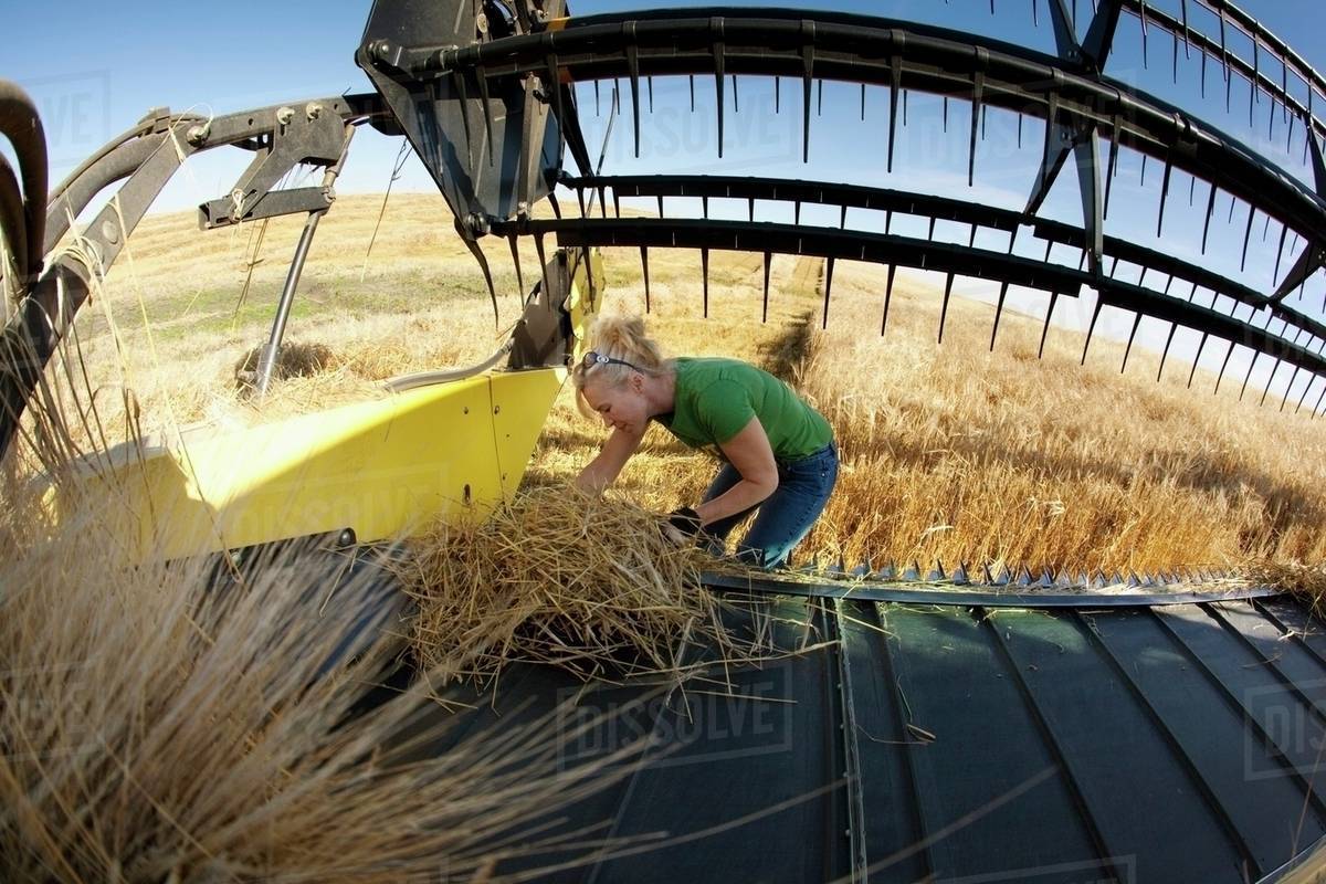 A Woman Works On A Combine In A Wheat Field; Three Hills, Alberta ...