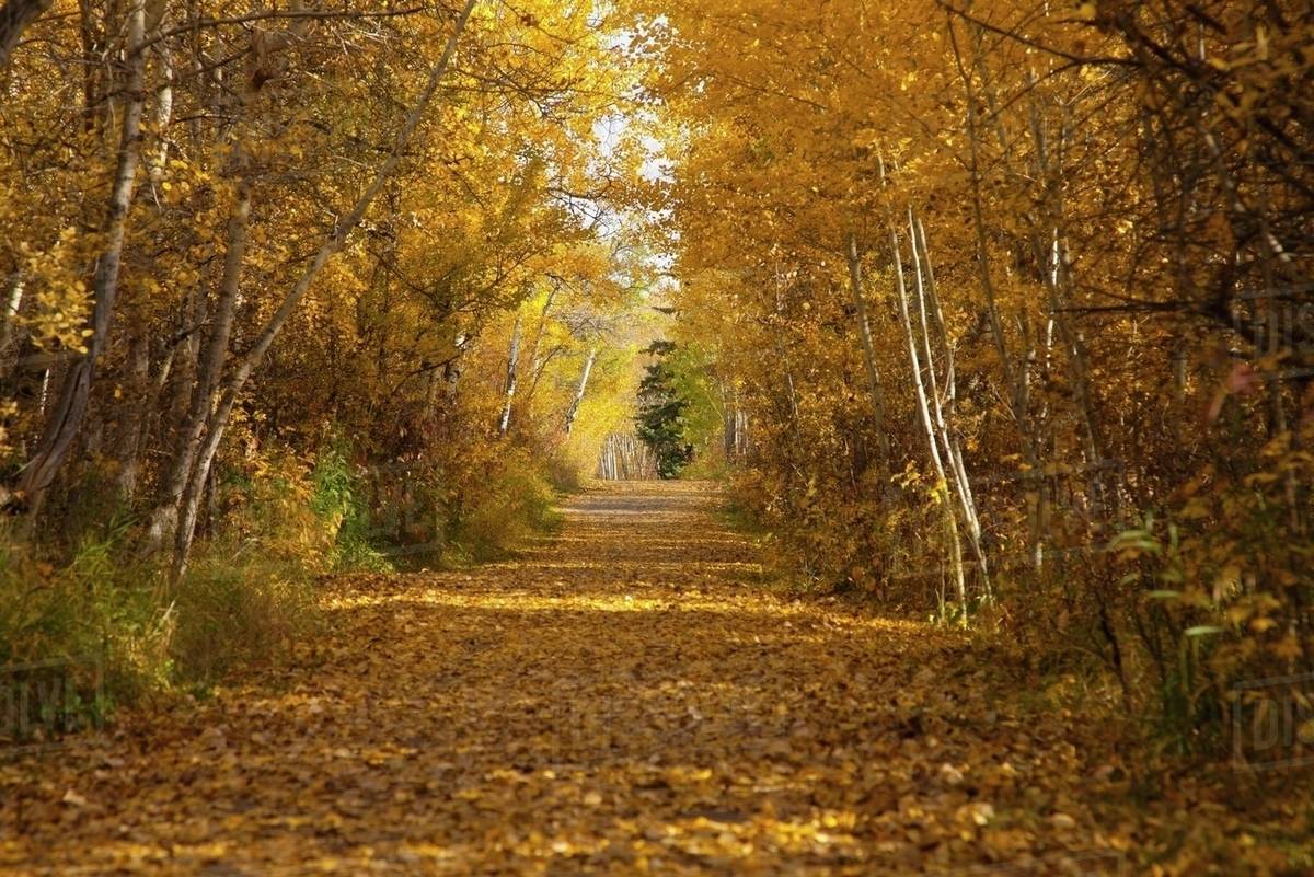 A Pathway Covered In Leaves In Autumn; St. Albert, Alberta, Canada ...