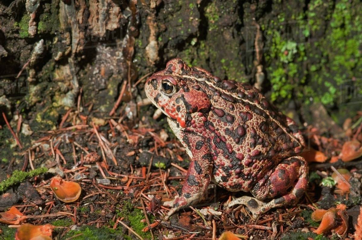 Boreal Toad (Anaxyrus Boreas Boreas); Edmonton, Alberta, Canada ...