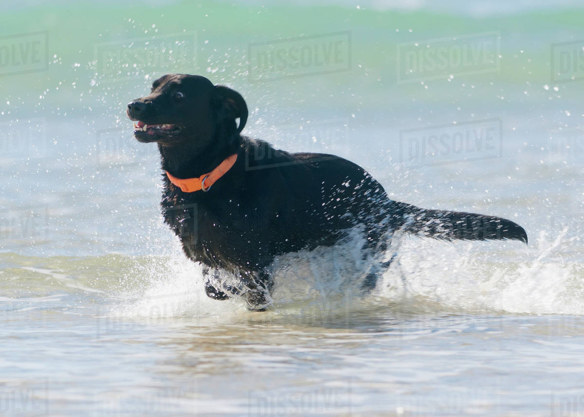 Black Lab Running In Ocean; Tarifa, Cadiz, Spain - Royalty-free Stock ...