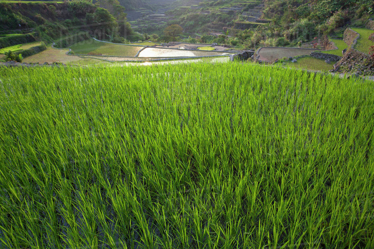 The Famous Mud-Walled Rice Terraces In The Cordillera Region Near ...