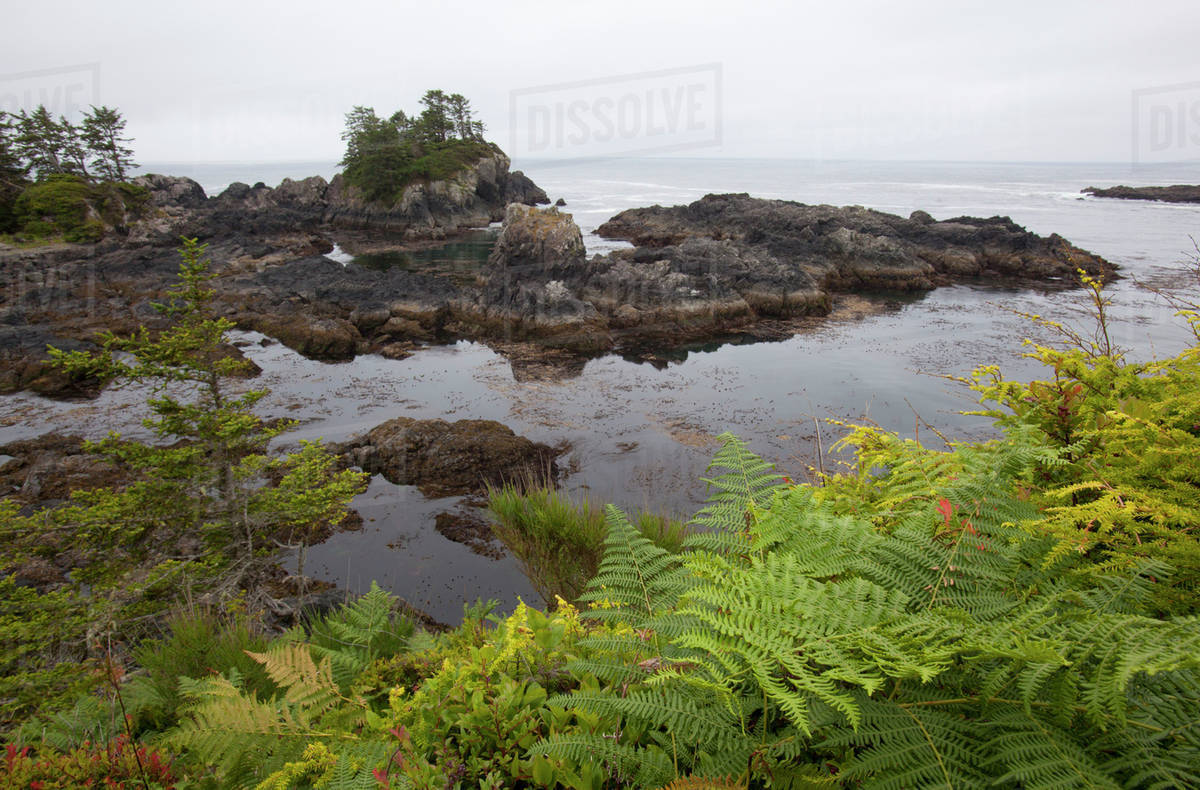 Coastal Scenery Along The Wild Pacific Trail; Ucluelet, Vancouver ...