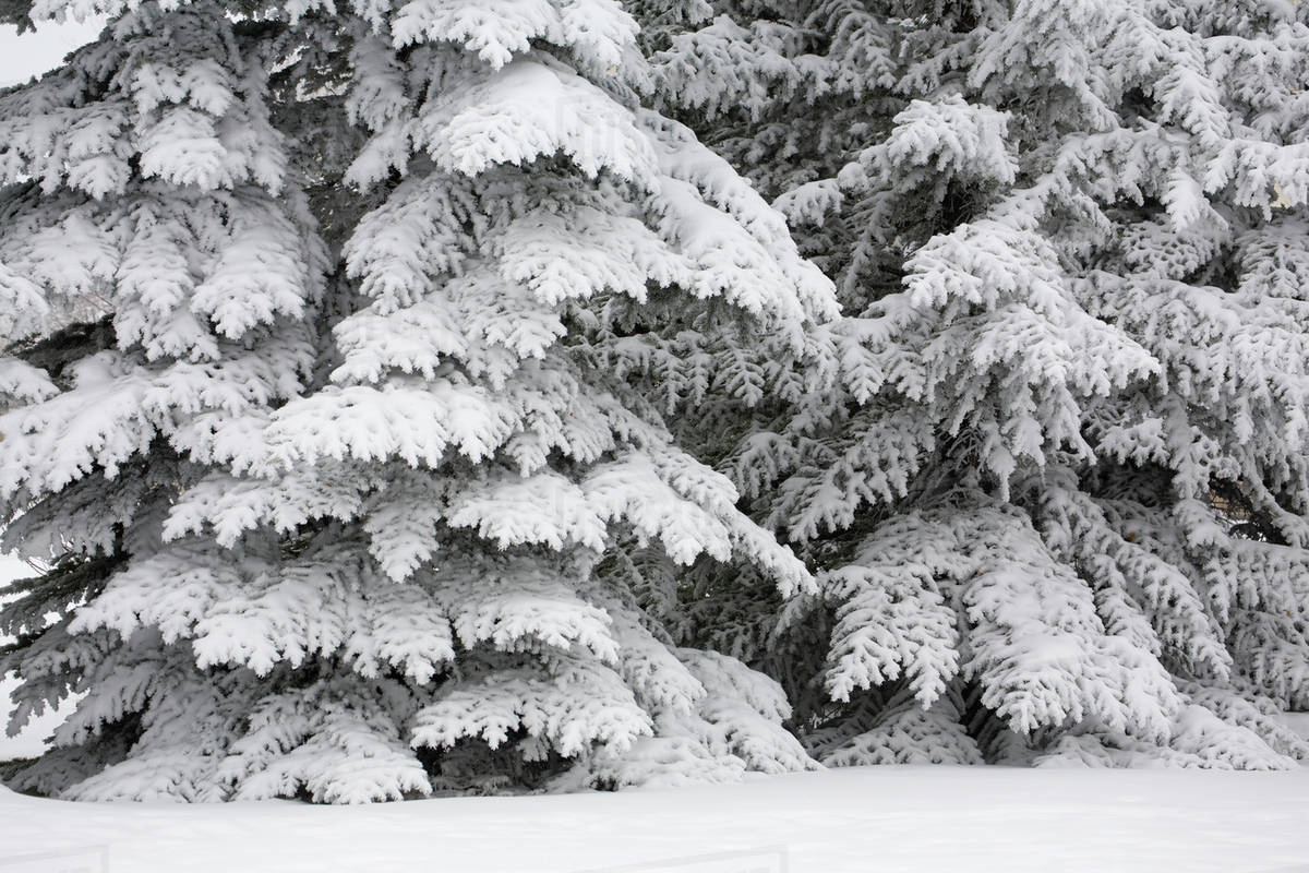 Snow Covered Evergreen Trees; Calgary, Alberta, Canada - Royalty-free ...