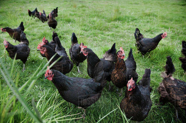 A Group Of Black Roosters; Victoria British Columbia Canada - Royalty ...