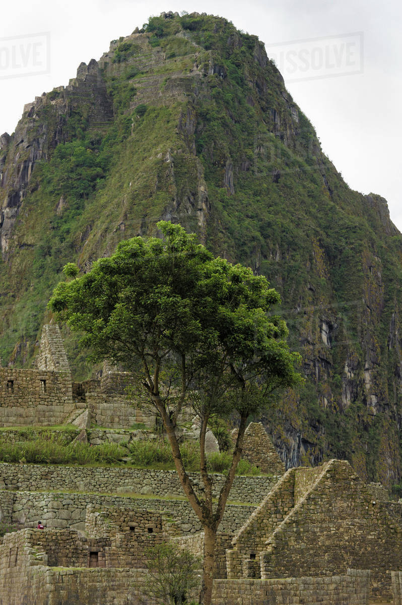 Tree At Machu Picchu; Peru - Royalty-free Stock Photo | Dissolve