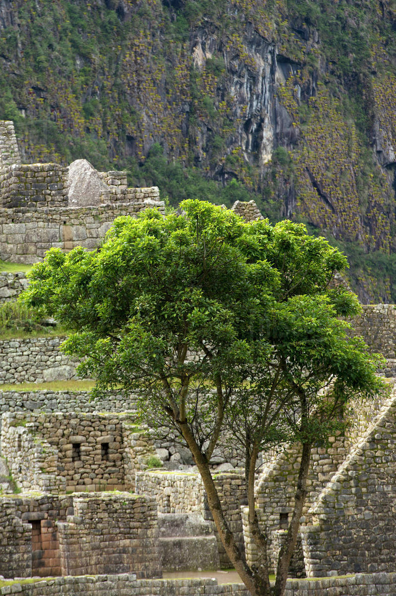 Tree In Front Of Stone Structures At Machu Picchu; Peru - Stock Photo ...