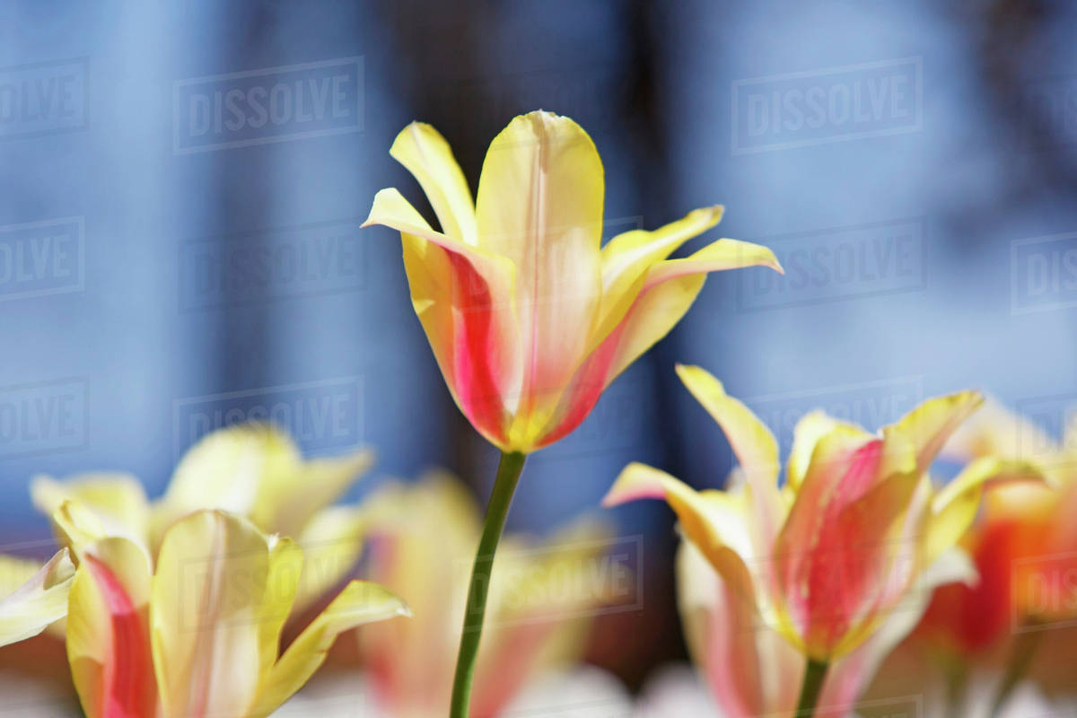 Tulips In A Field At Wooden Shoe Tulip Farm; Woodburn, Oregon, United ...