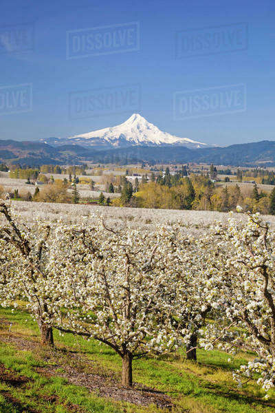 Apple Blossom Trees And Mount Hood In Columbia River Gorge In The ...
