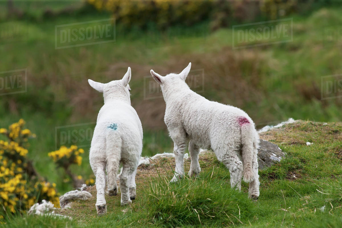 Rear View Of Two Lambs Looking Out Over A Cliff; Northumberland ...