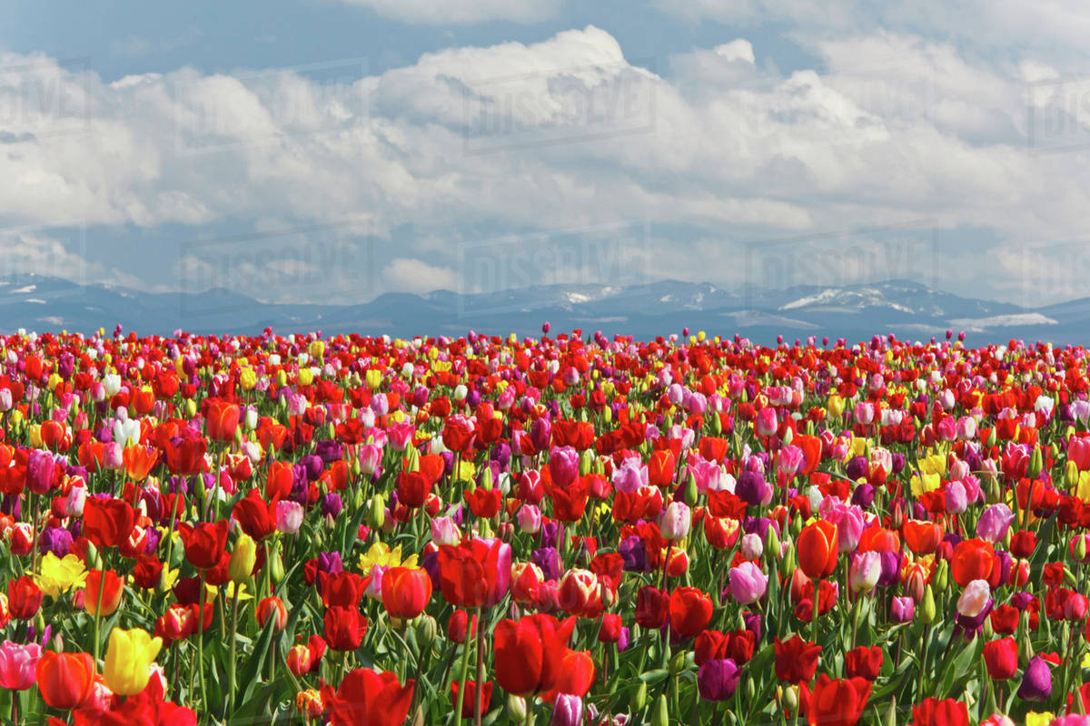 Variety Of Colored Tulips Growing In A Field With The Mountains In The ...