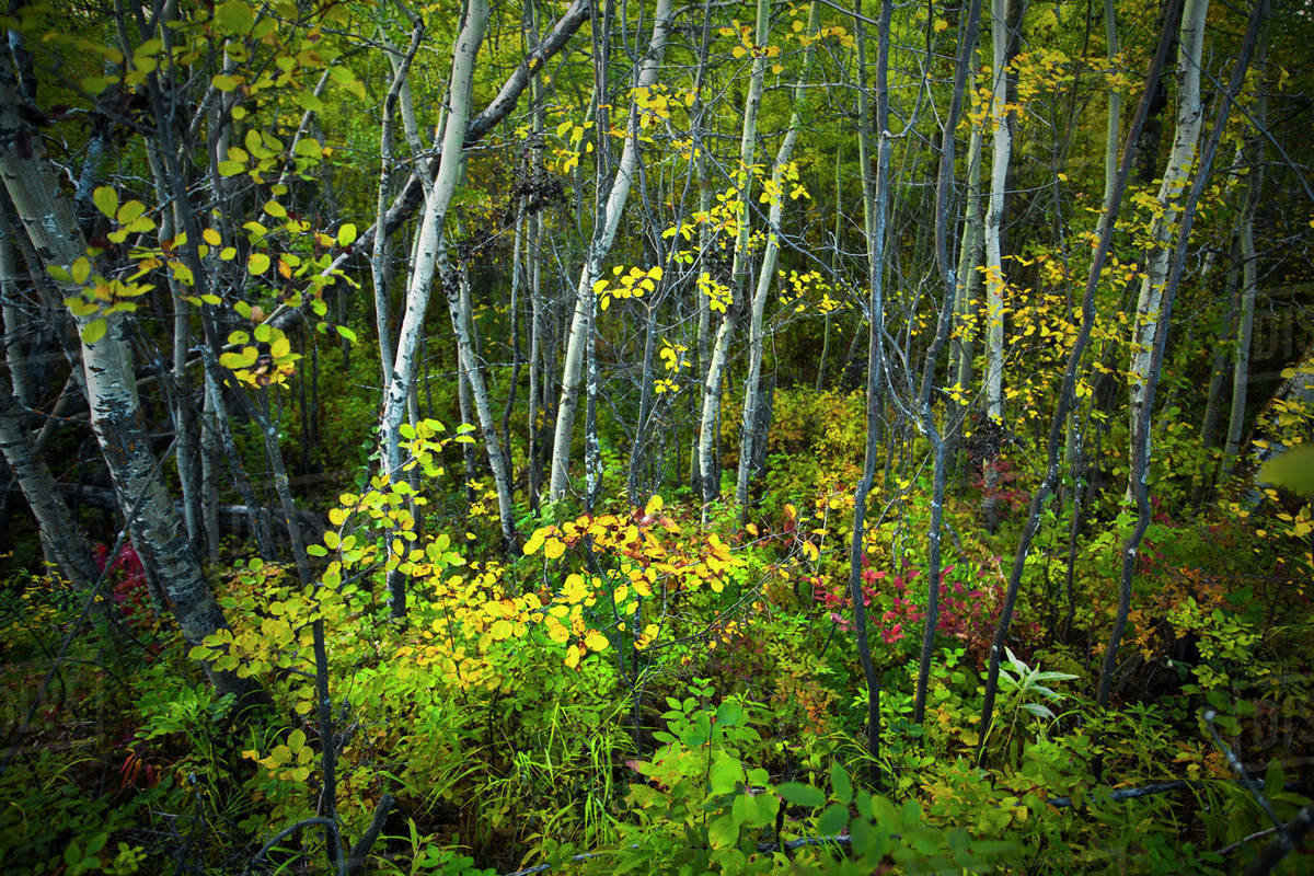 Colorful Autumn Leaves In A Poplar Forest; Edmonton, Alberta, Canada ...