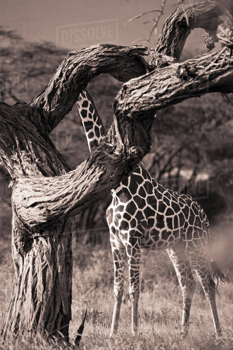 A Giraffe (Giraffa Camelopardalis) Hiding Behind A Tree; Samburu, Kenya ...