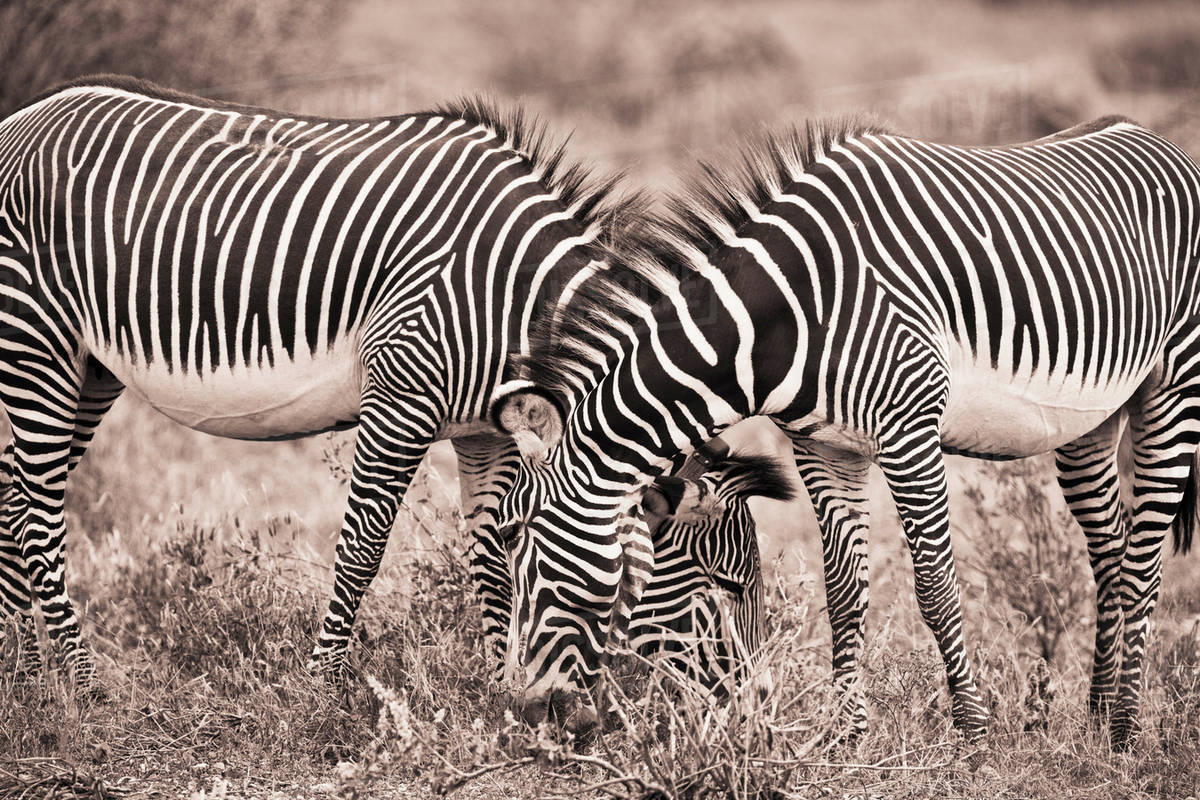Two Zebras Grazing Together; Kenya - Stock Photo - Dissolve