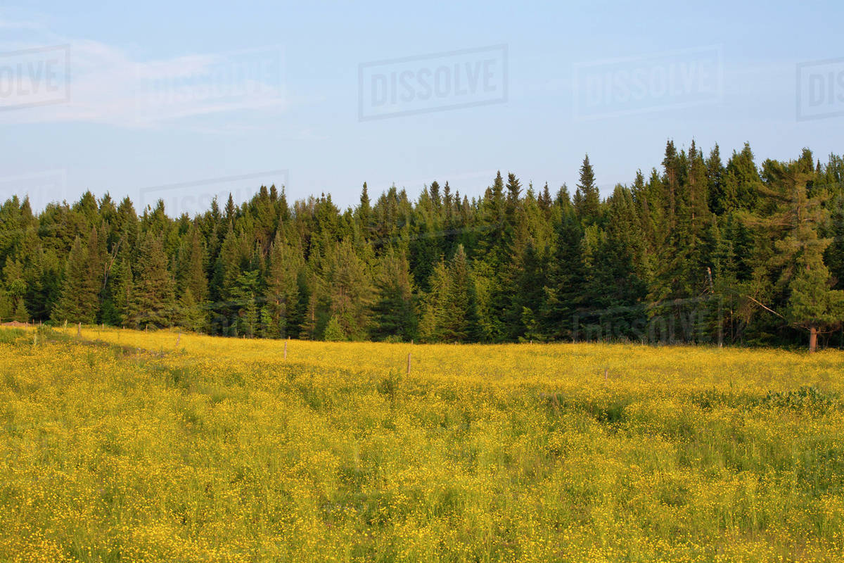Wildflowers in a country meadow with trees on the edge;Fulford quebec ...