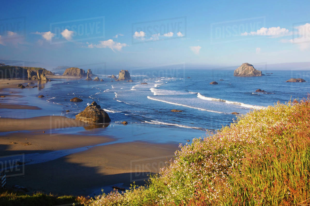 Wildflowers And Rock Formations Along The Coast At Bandon State Park ...