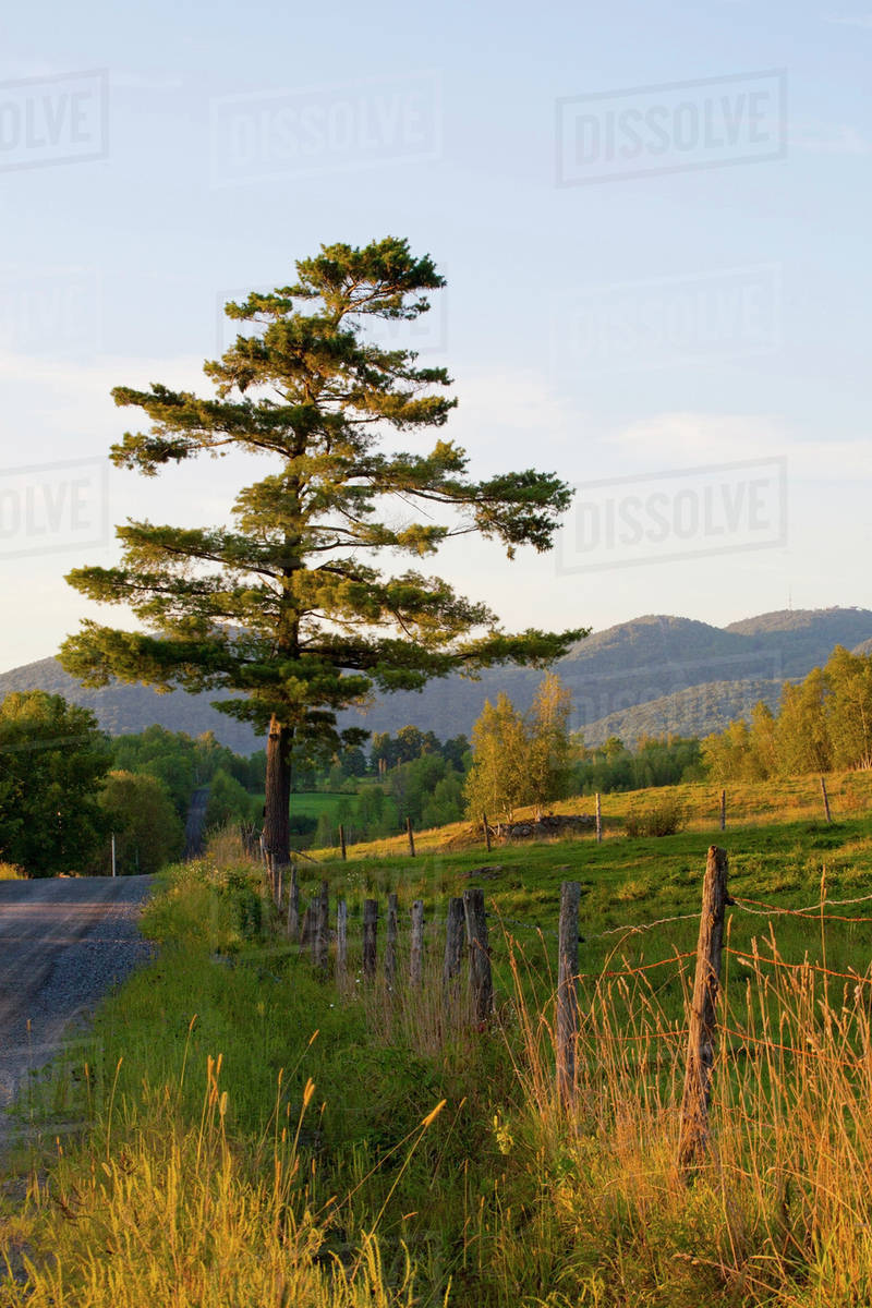 A Lone Pine Tree Along A Road; Iron Hill, Quebec, Canada - Stock Photo ...
