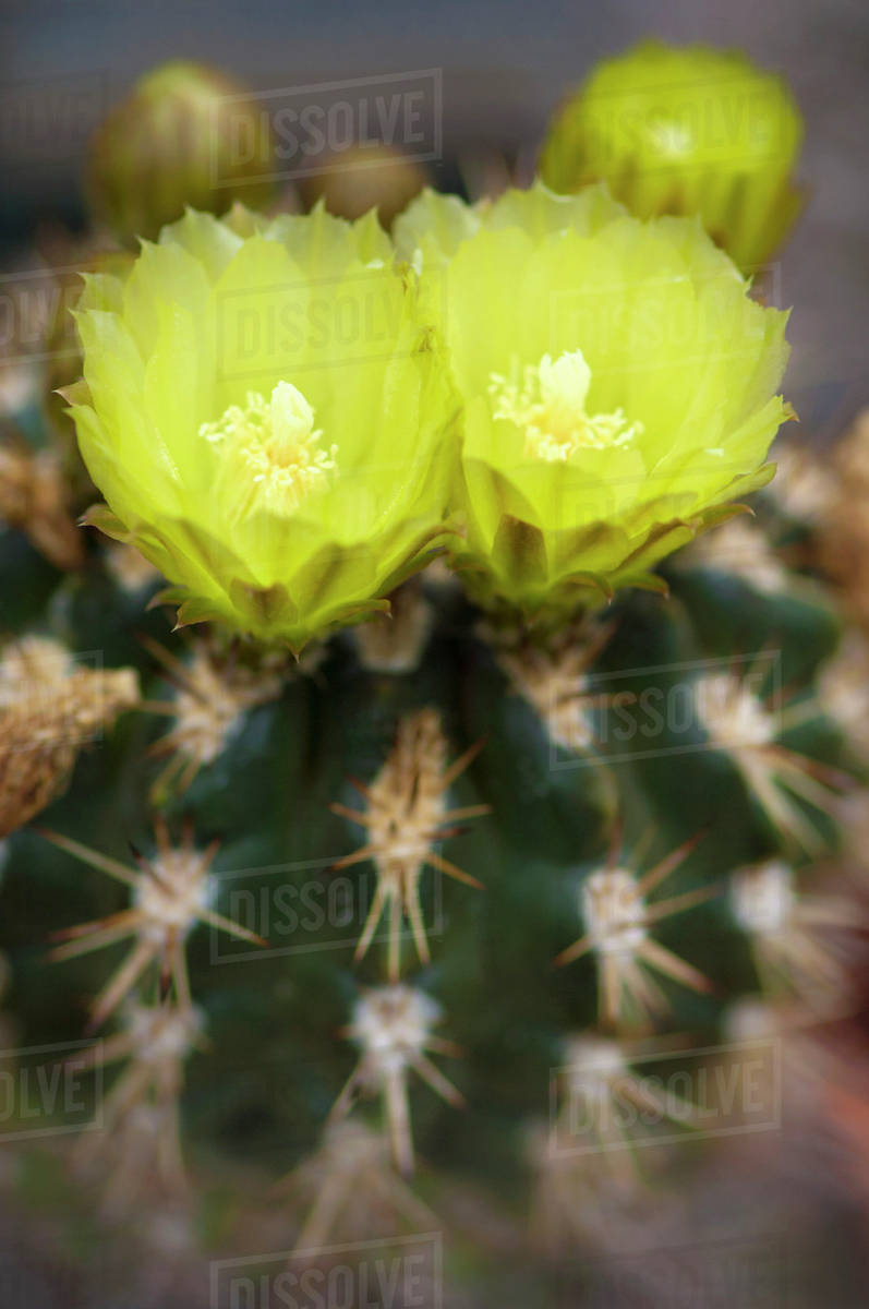 Yellow Cactus Flower In Bloom; Berkeley, California, United States of ...