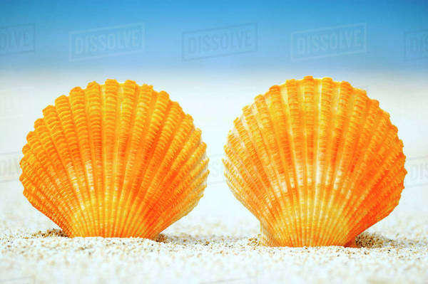 Two Orange Scallop Shells Standing Upright In Sand. - Royalty-free ...