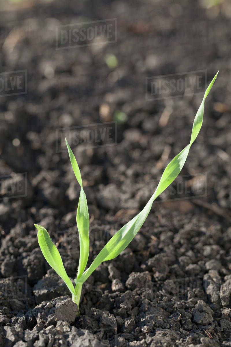 Close Up Of Barley Seedlings At The Three Leaf Stage; Black Diamond ...