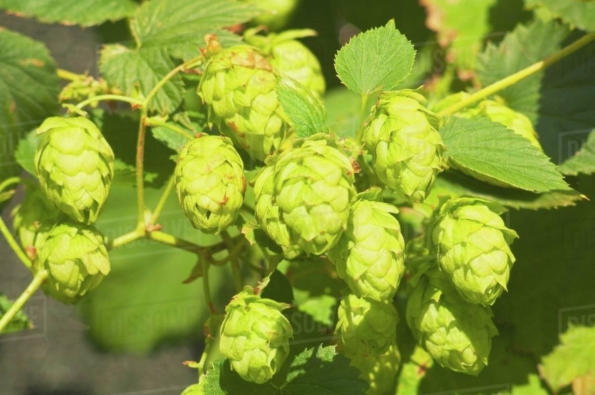 Stevenson, Washington, United States Of America; Hops (Humulus Lupulus ...