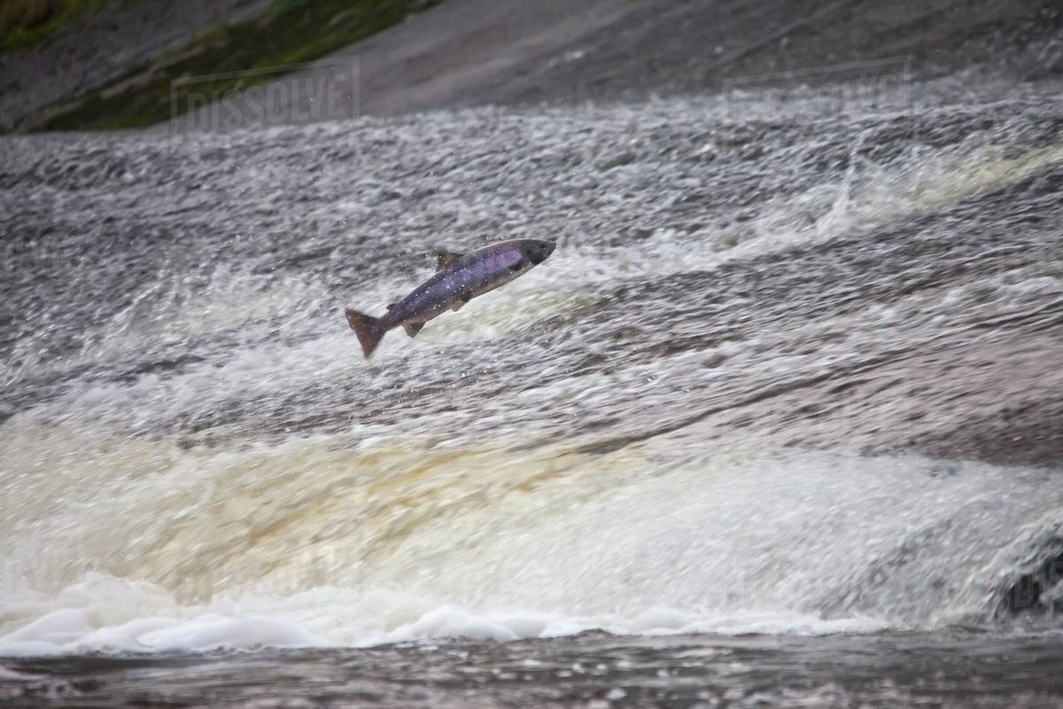 A Fish Jumping Upstream In The Water - Royalty-free Stock Photo | Dissolve
