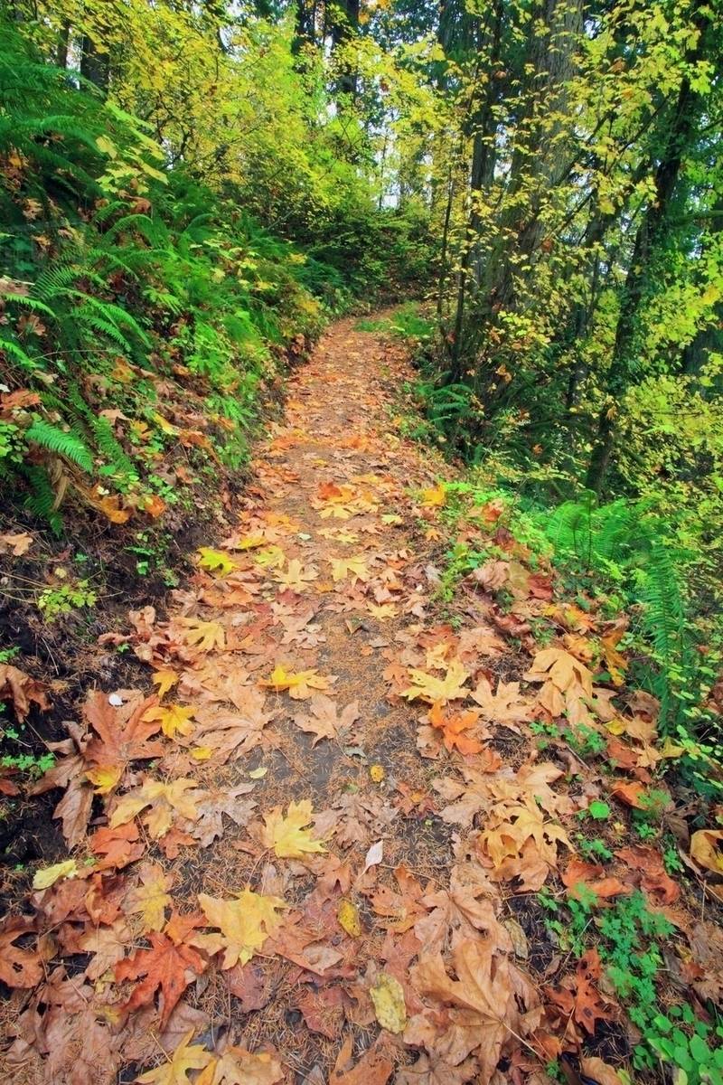 A Path Through A Forest In Autumn - Stock Photo - Dissolve