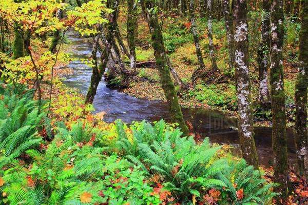 Oregon Coast Range, Oregon, United States Of America; Autumn Colors ...