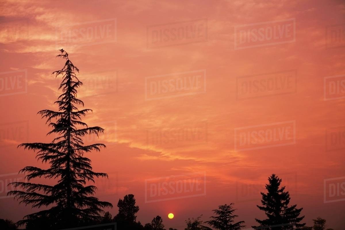 Sunset Sky Over The Trees - Royalty-free Stock Photo | Dissolve