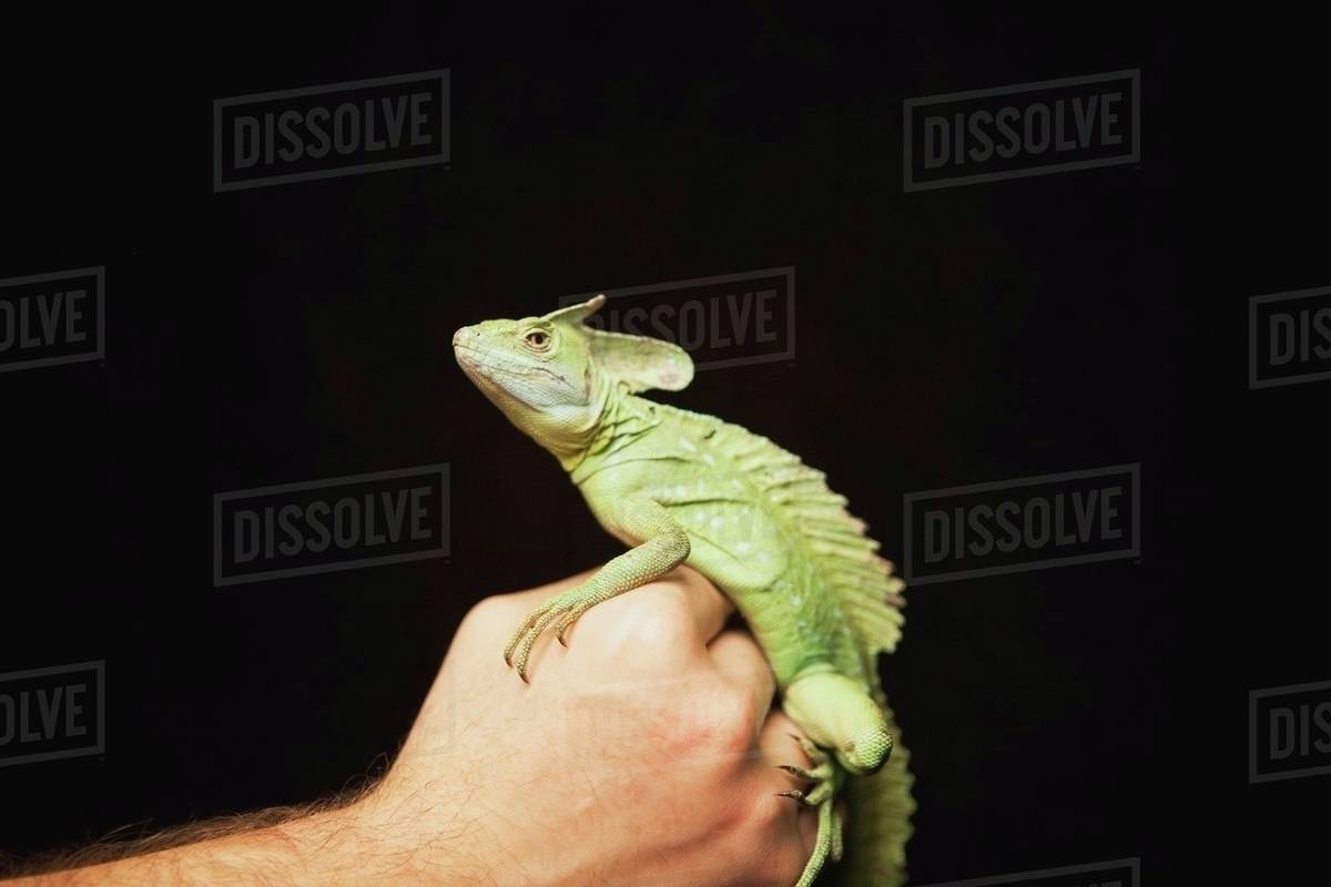 A Lizard In A Person's Hand - Stock Photo - Dissolve