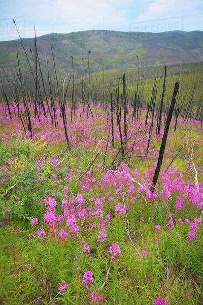 Yukon Territory, Canada; Fireweed, Or Rosebay Willowherb (Epilobium ...