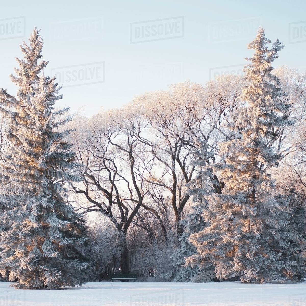 Winnipeg, Manitoba, Canada; Trees Covered In Snow - Stock Photo - Dissolve