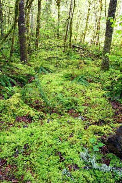 Green Foliage On The Forest Floor - Royalty-free Stock Photo | Dissolve