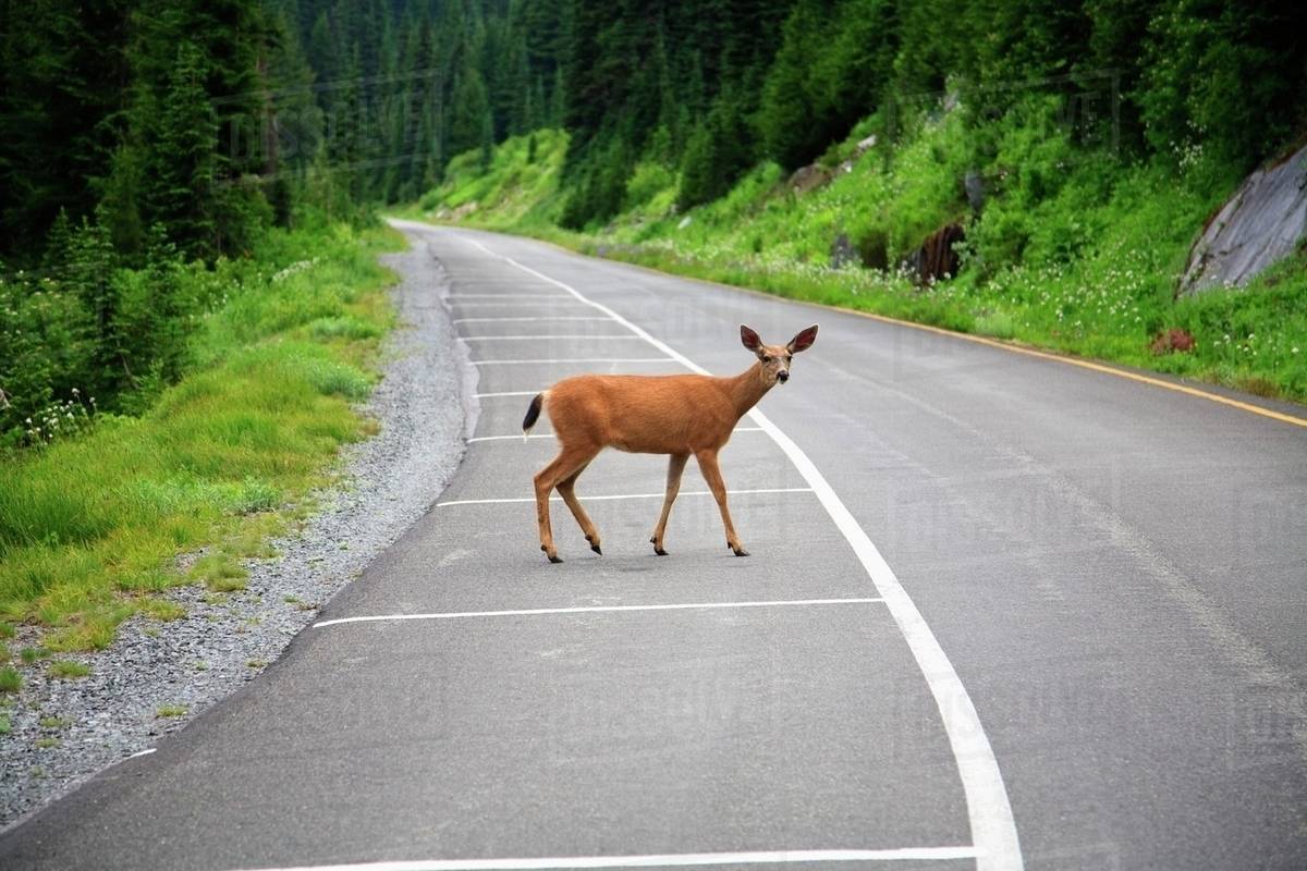 Washington, United States Of America; A Deer On The Road In Mt. Rainier ...
