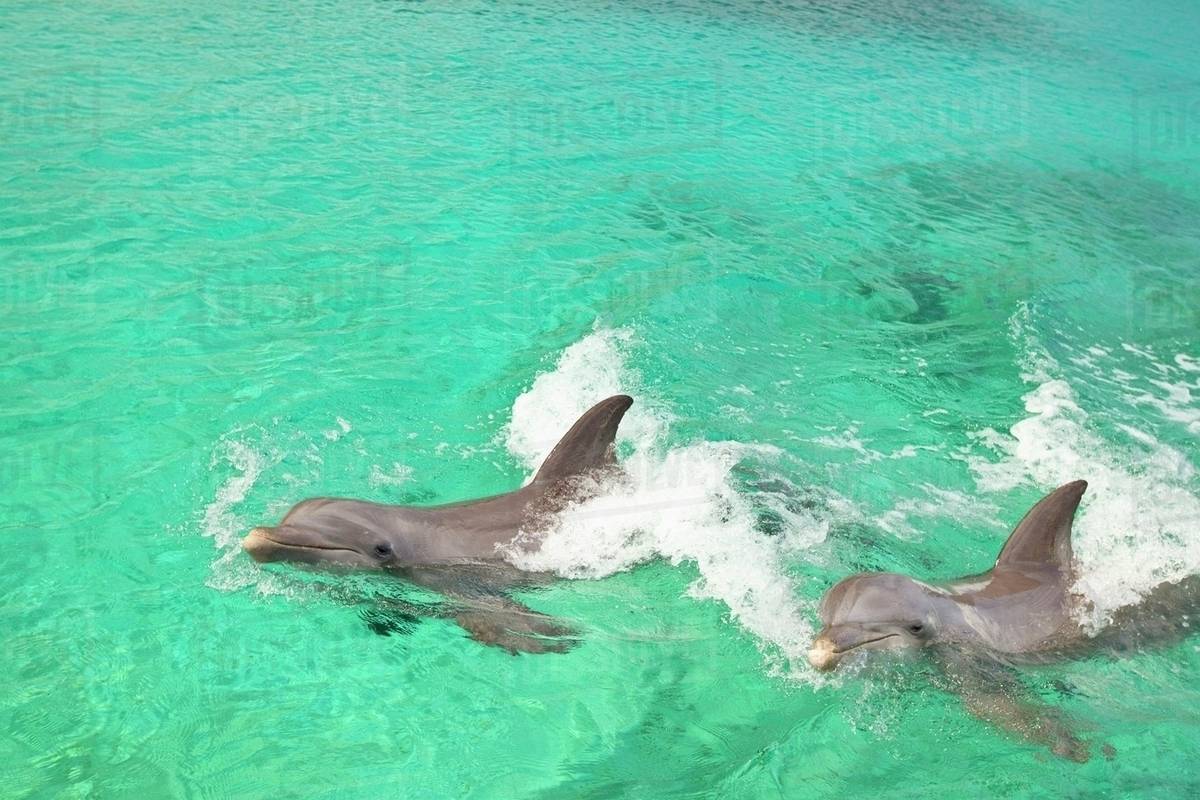 Roatan, Bay Islands, Honduras; Two Bottlenose Dolphins (Tursiops ...