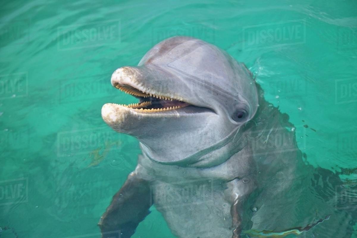 Roatan, Bay Islands, Honduras; A Bottlenose Dolphin (Tursiops Truncatus ...