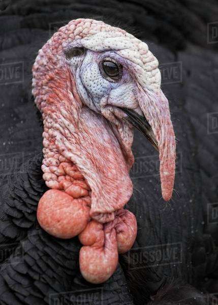 The Head Of A Turkey (Meleagris) - Royalty-free Stock Photo | Dissolve