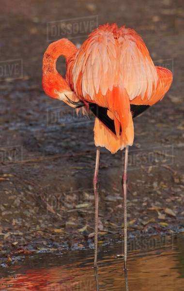 Captive America Flamingo At The Zoo; England - Royalty-free Stock Photo ...